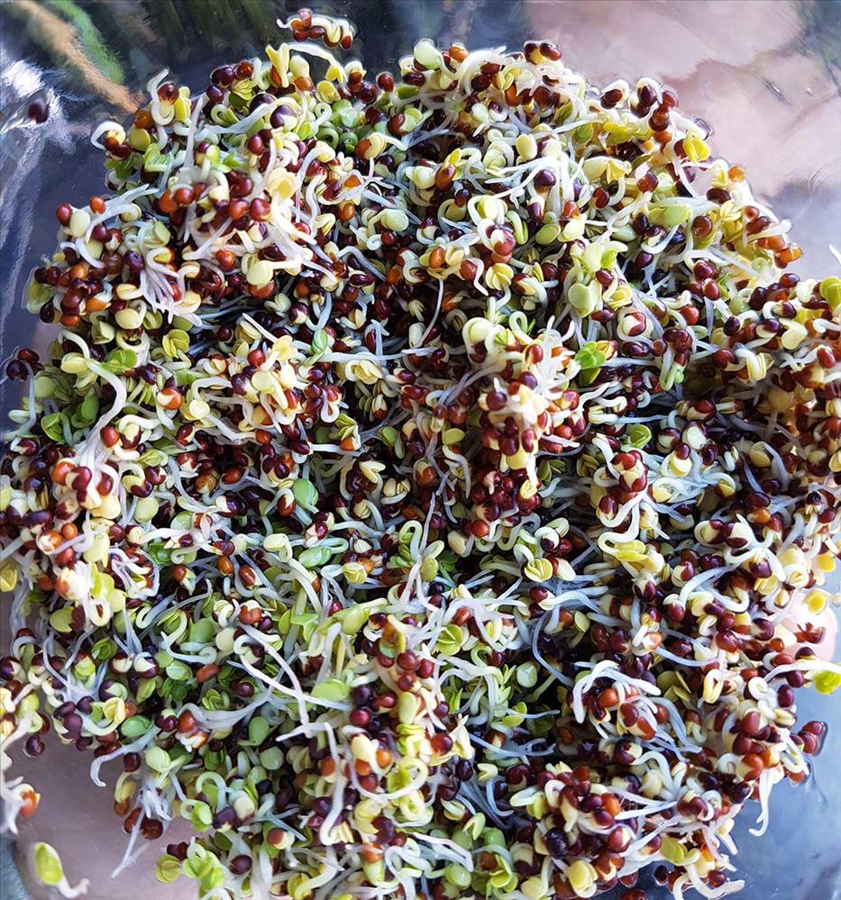 Brotes de brócoli: guía rápida de germinación