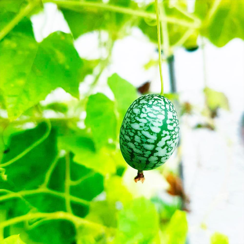 Cucamelon: el pepino más adorable del mundo