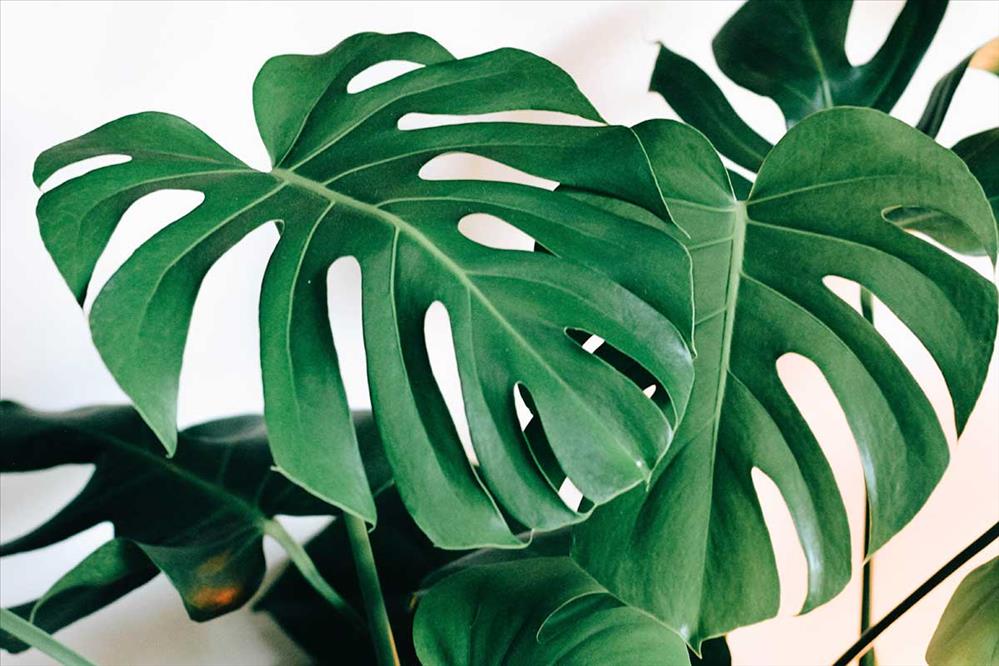 Monstera: cuidados, variedades y propagación